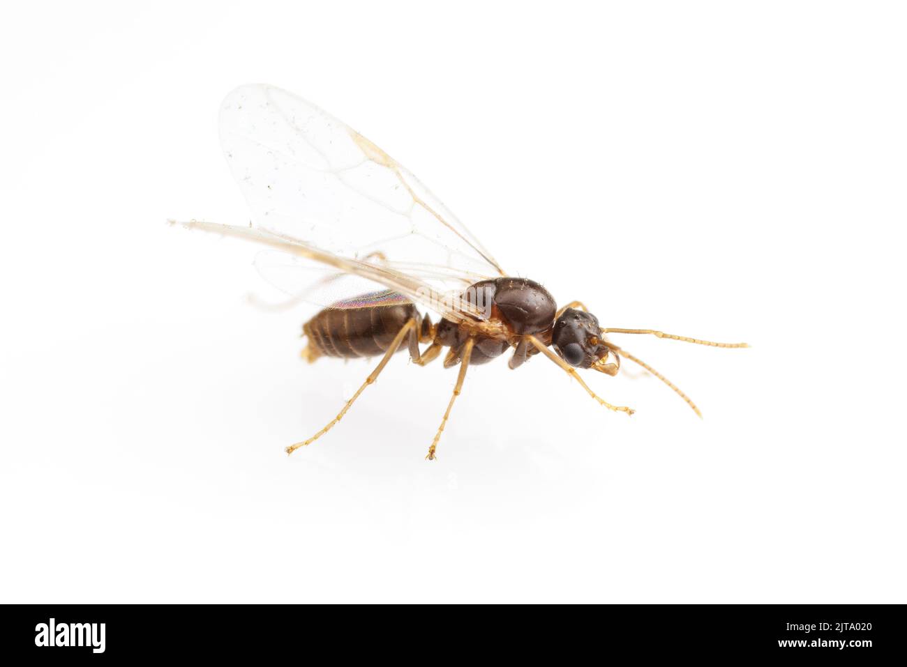 A Citronella Ant (Lasius sp.) male during a nuptial flight, isolated on ...