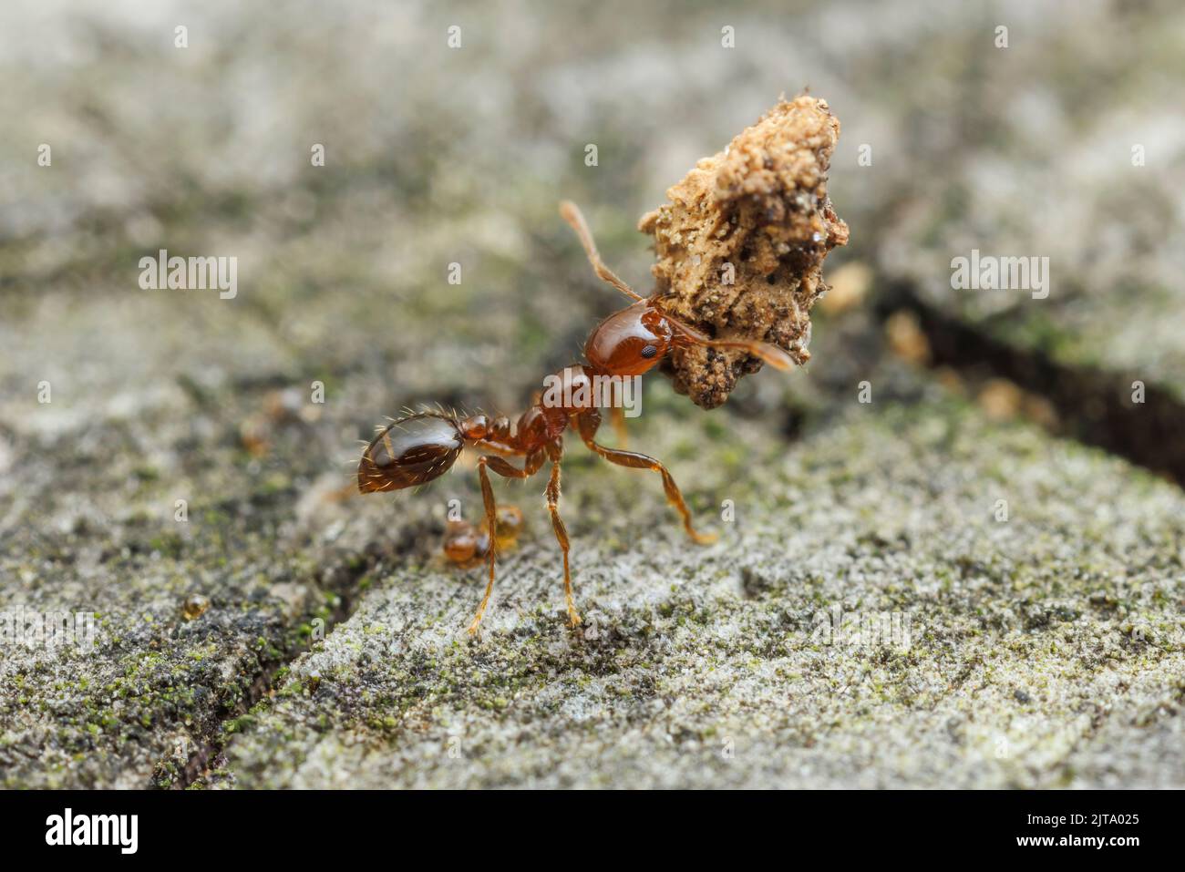 Red Imported Fire Ant (Solenopsis invicta Stock Photo - Alamy