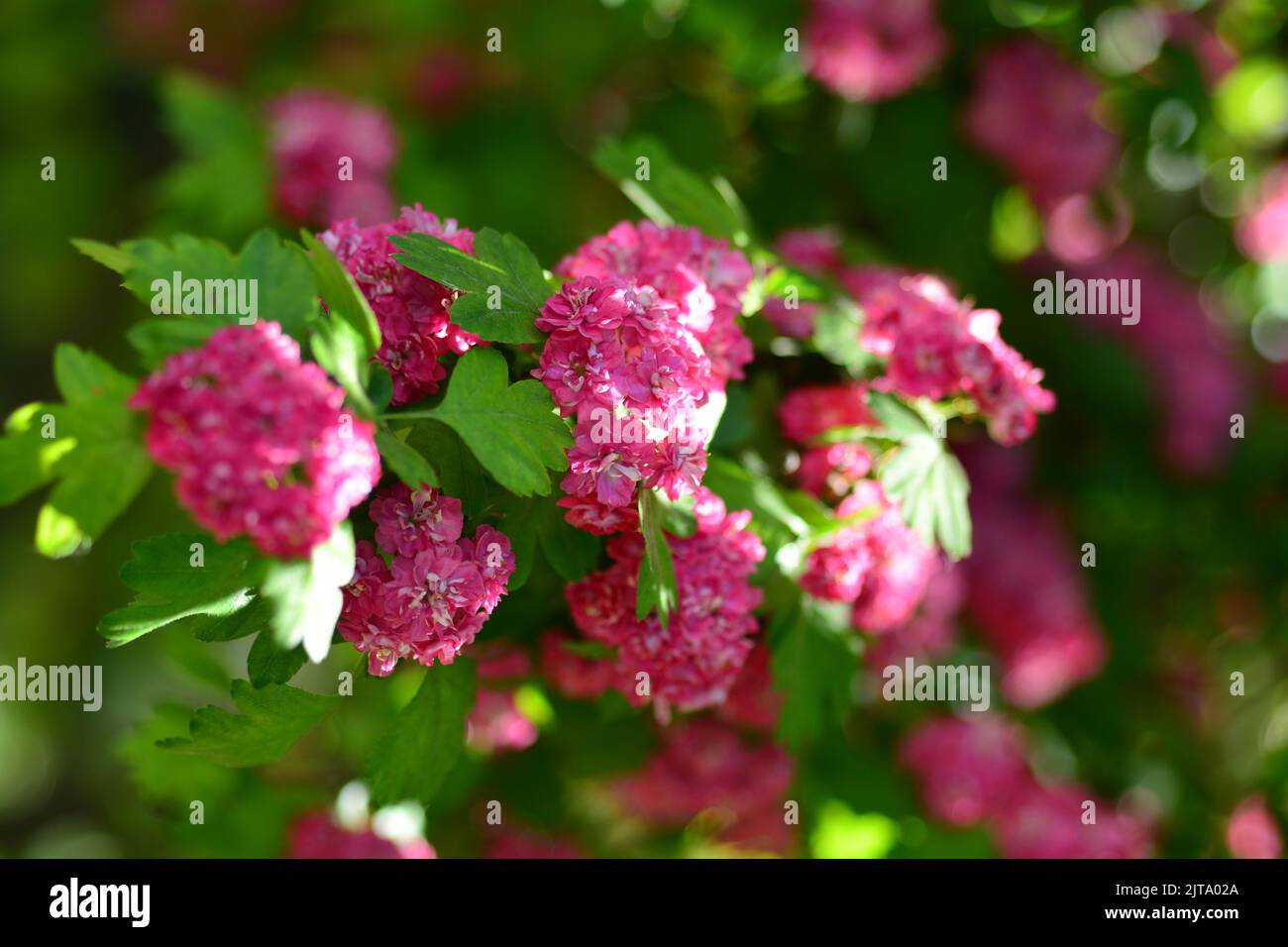 Crataegus laevigata, the Midland hawthorn, English hawthorn Stock Photo ...