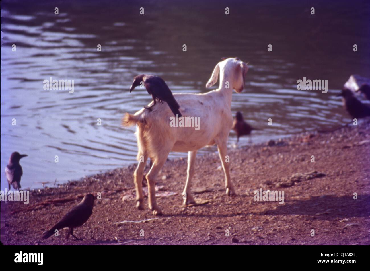 Crow Over the Goat. Picture Story Stock Photo - Alamy
