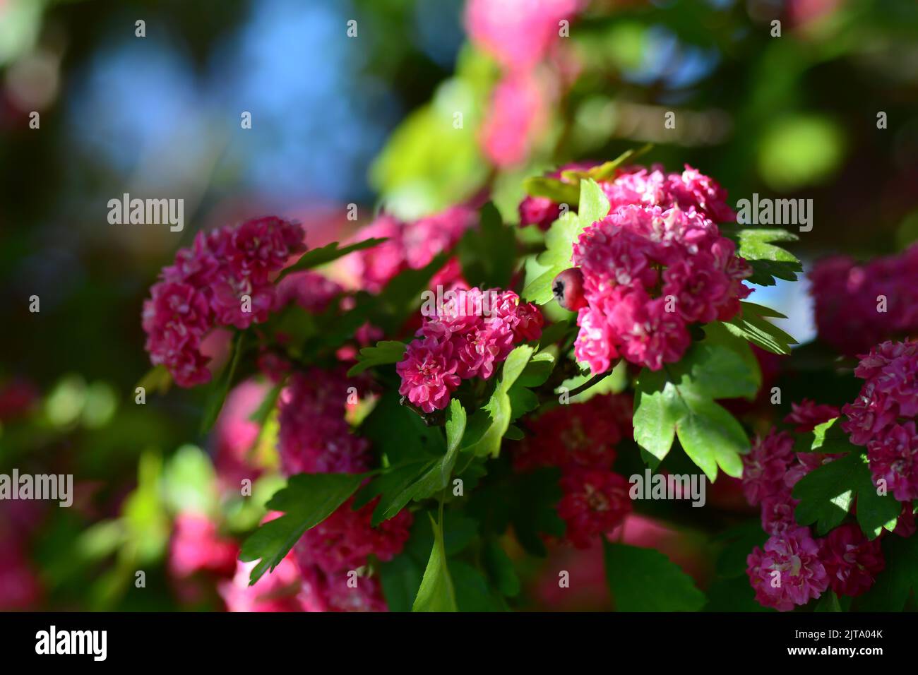 Crataegus laevigata, the Midland hawthorn, English hawthorn Stock Photo ...
