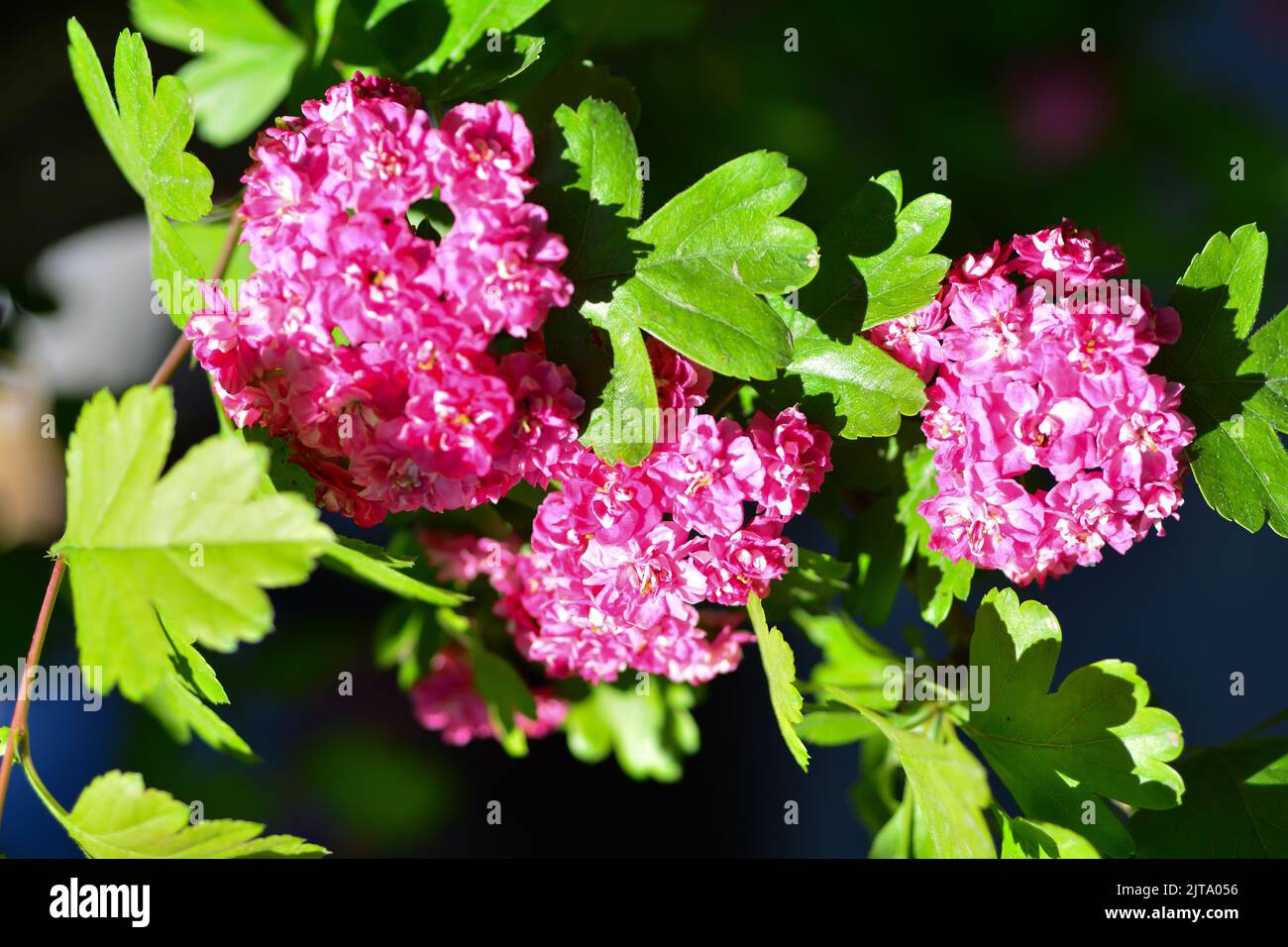 Crataegus laevigata, the Midland hawthorn, English hawthorn Stock Photo ...