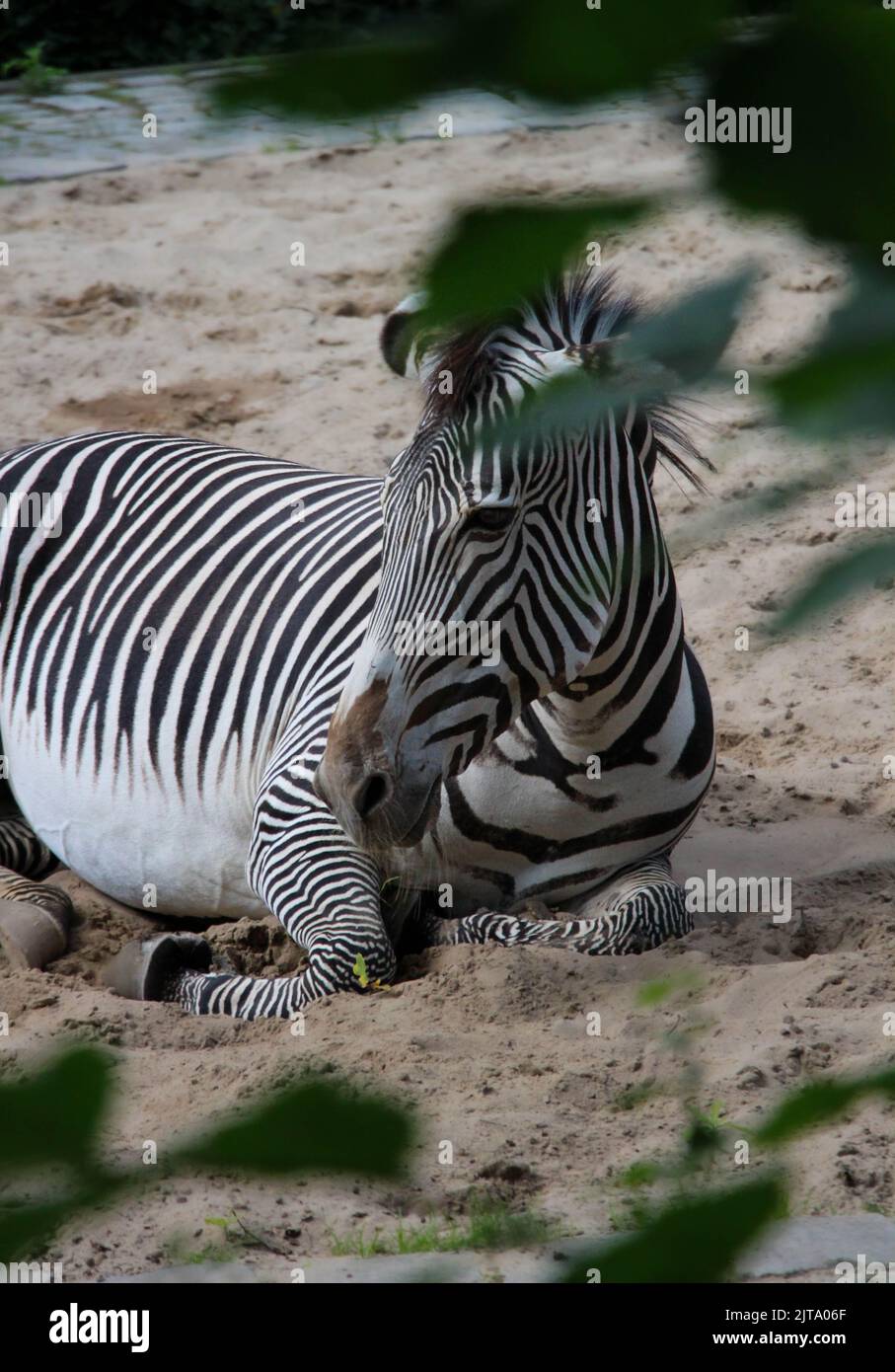 Laying down zebra hi-res stock photography and images - Alamy