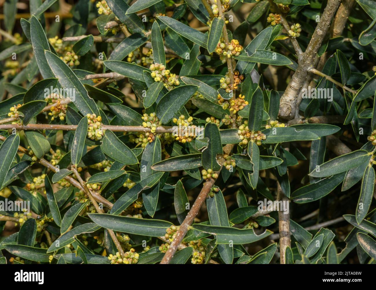 Narrow leaved Mock Privet Phillyrea Angustifolia In Flower In Early