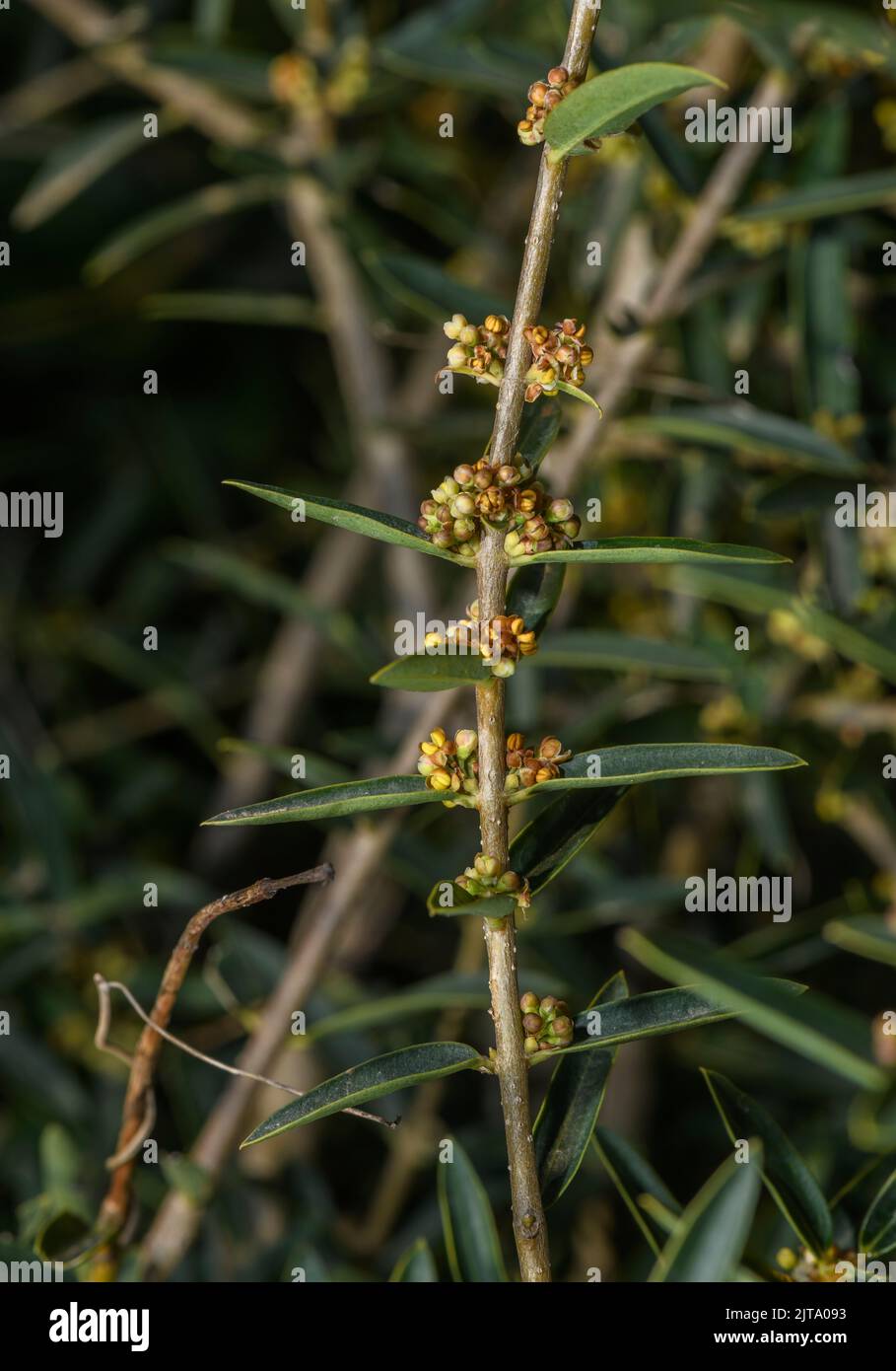 Narrow-leaved Mock privet, Phillyrea angustifolia, in flower in early ...
