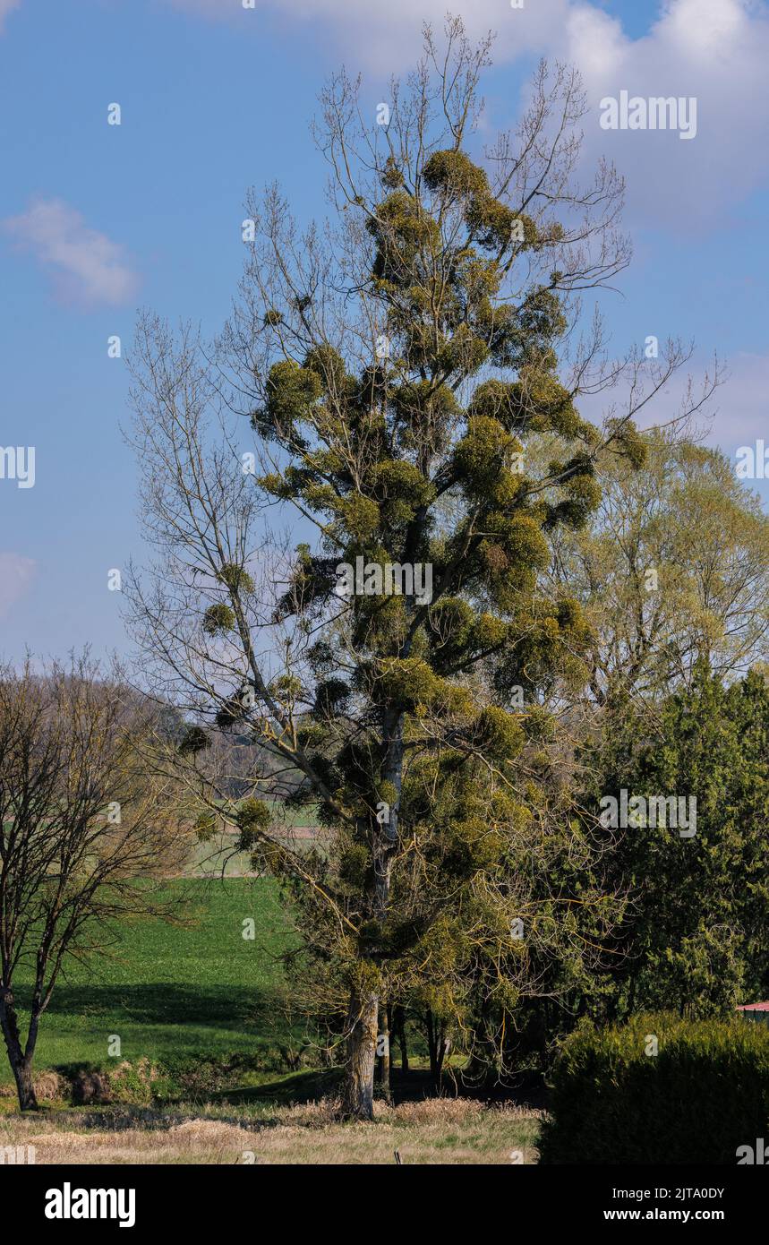 Heavy growth of Mistletoe, Viscum album, on poplar tree, west France ...