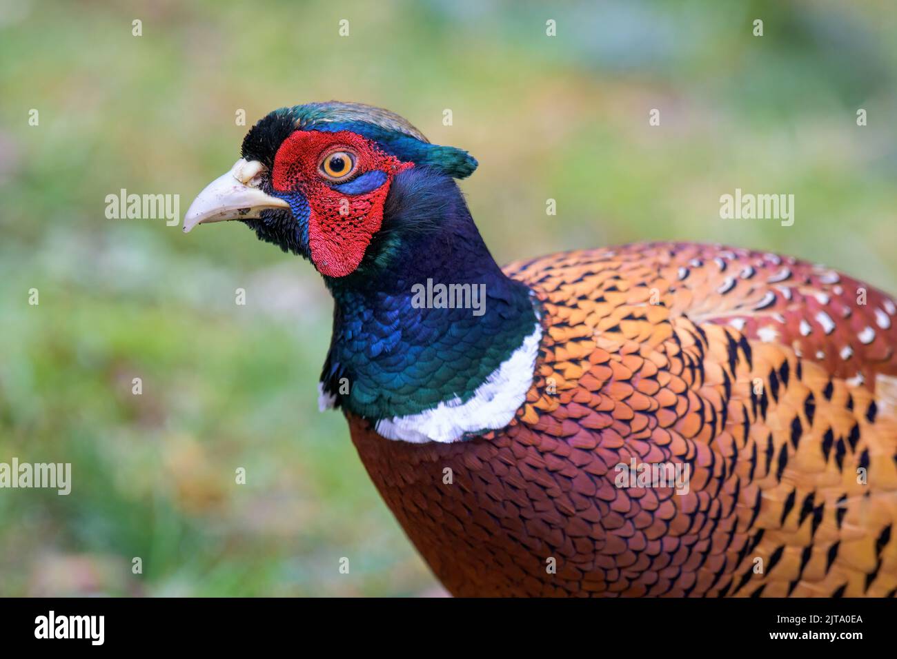 A closeup of a male pheasant bird Stock Photo - Alamy