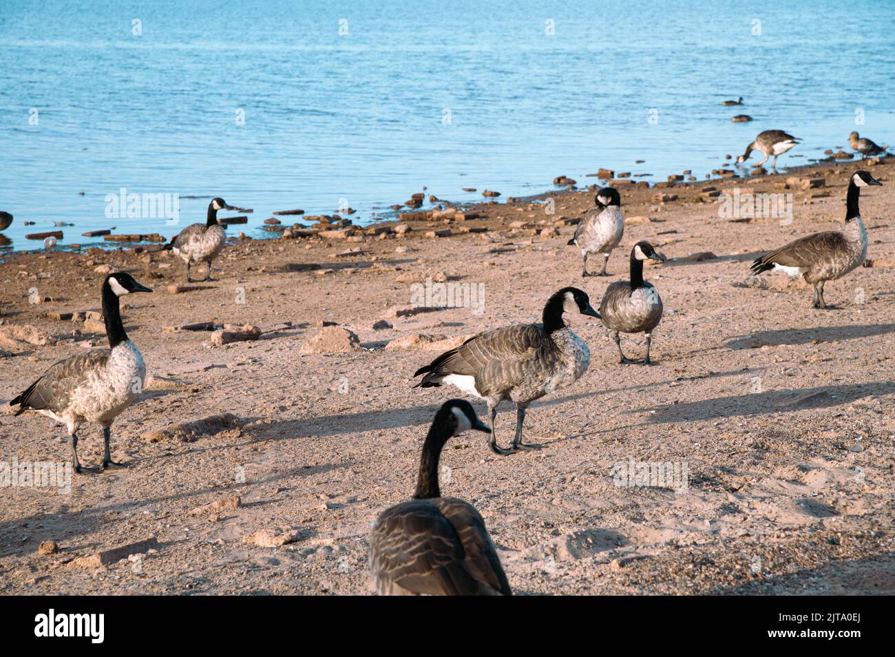 Mature canadian geese hi-res stock photography and images - Alamy