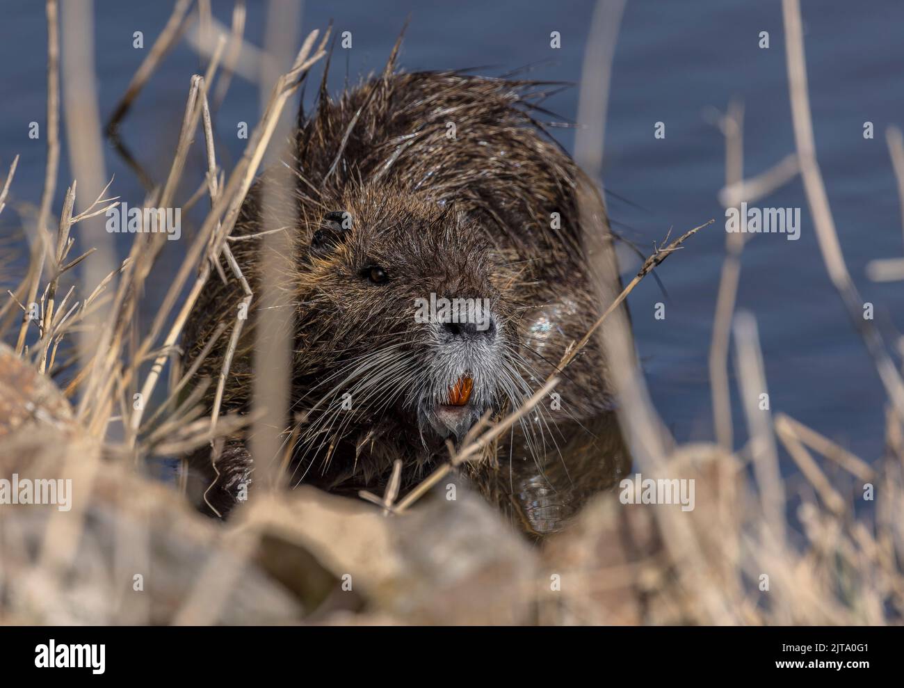 Adult Coypu, Myocastor coypus, swimming in lake Stock Photo - Alamy