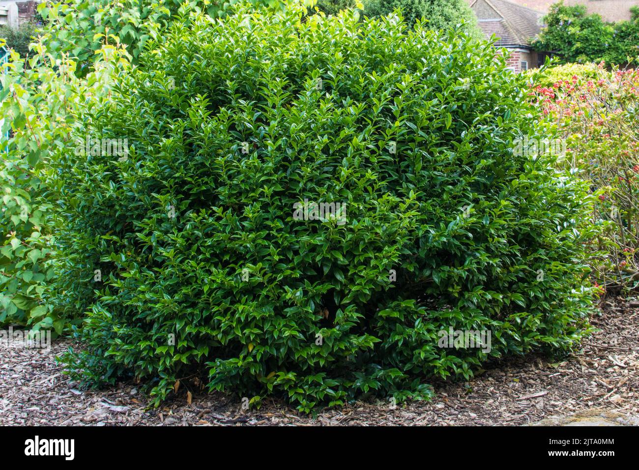 Shrub sweet box, Sarcococca confusa, in a garden mixed border Stock ...
