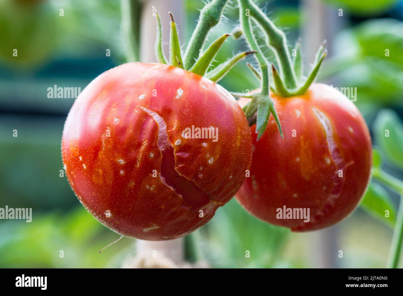 Two tomatoes on the vine, of the variety Tigerella, growing in a ...