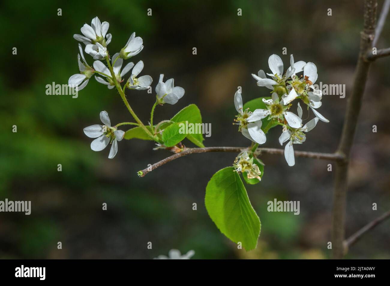 A June Berry, Amelanchier rotundifolia in flower in spring Stock Photo ...