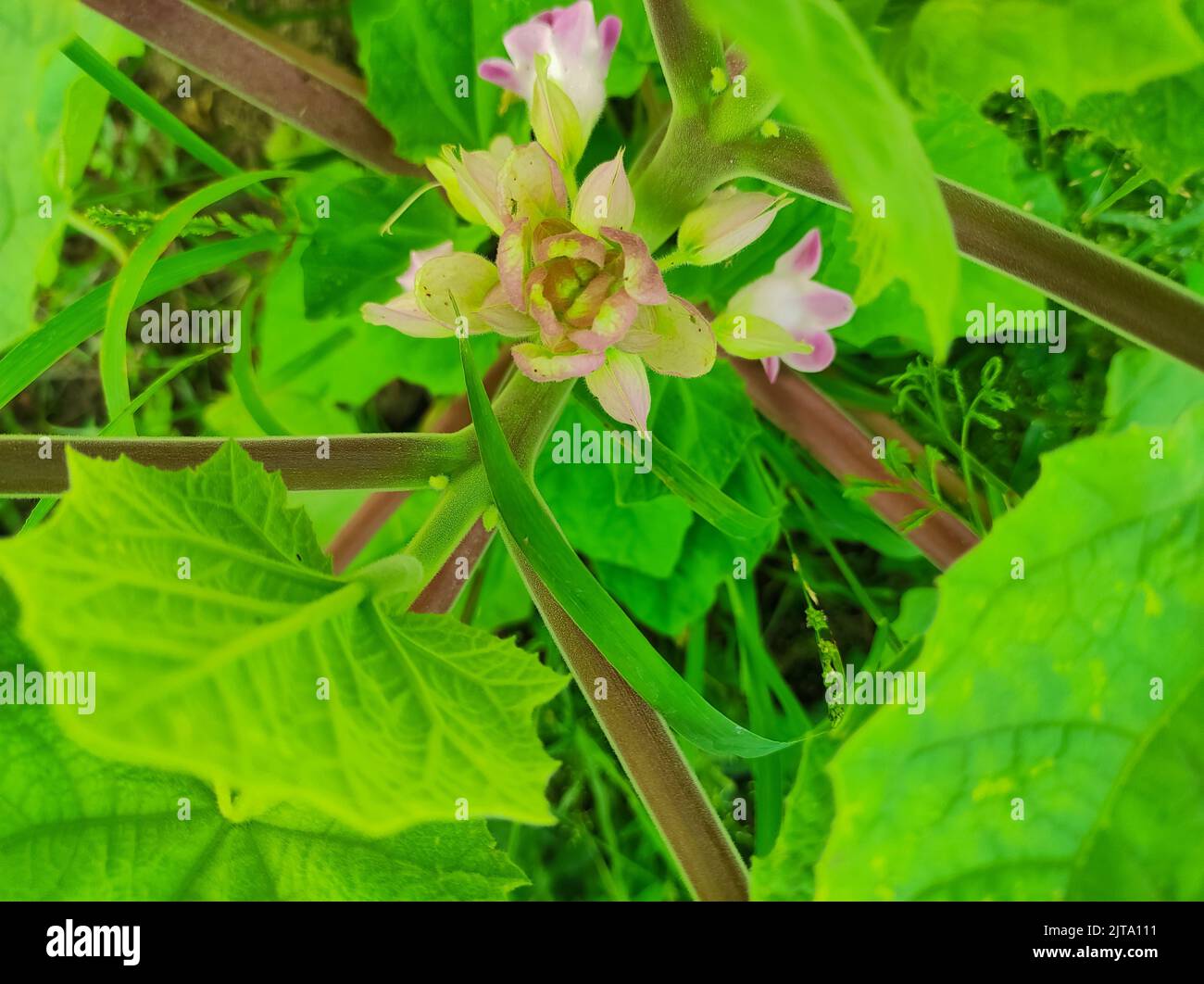 A Devils Claws Tigers Claw Iceplant Kakanasa Baghnakh Hatha Jodi Ulat ...