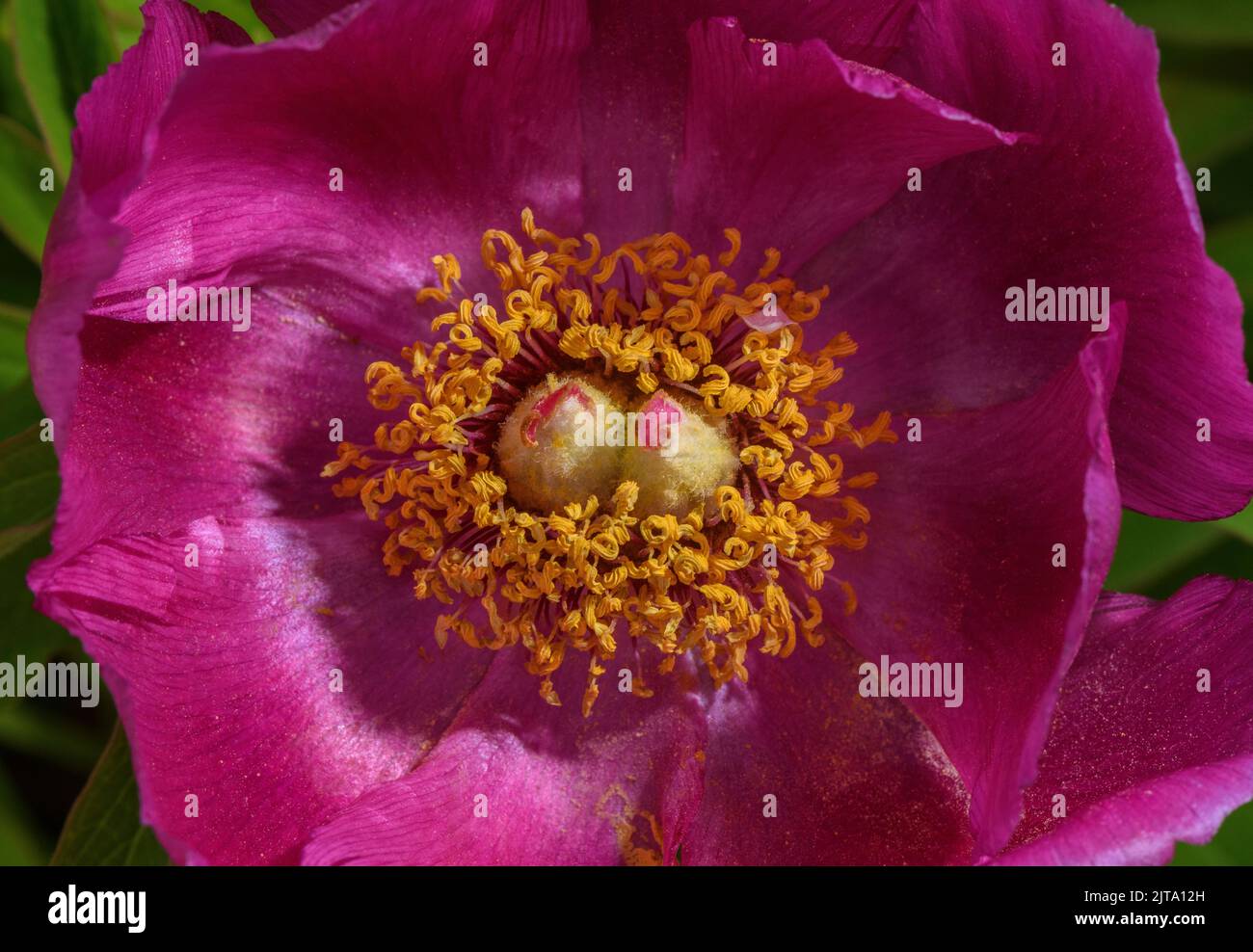 Common peony, Paeonia officinalis, in flower in spring Stock Photo - Alamy