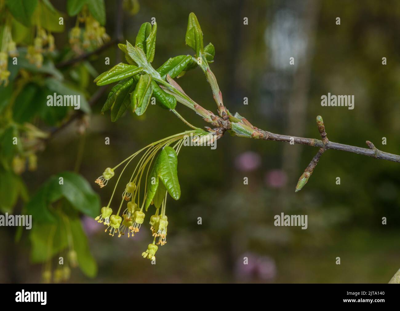Montpellier maple, Acer monspessulanum, in flower and early leaves ...