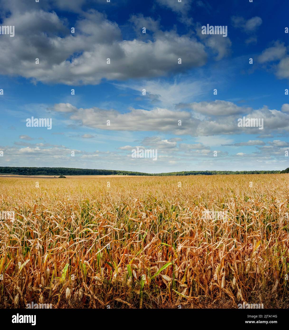 Corn field under beautiful blue sky with clouds, yellow leaves ...