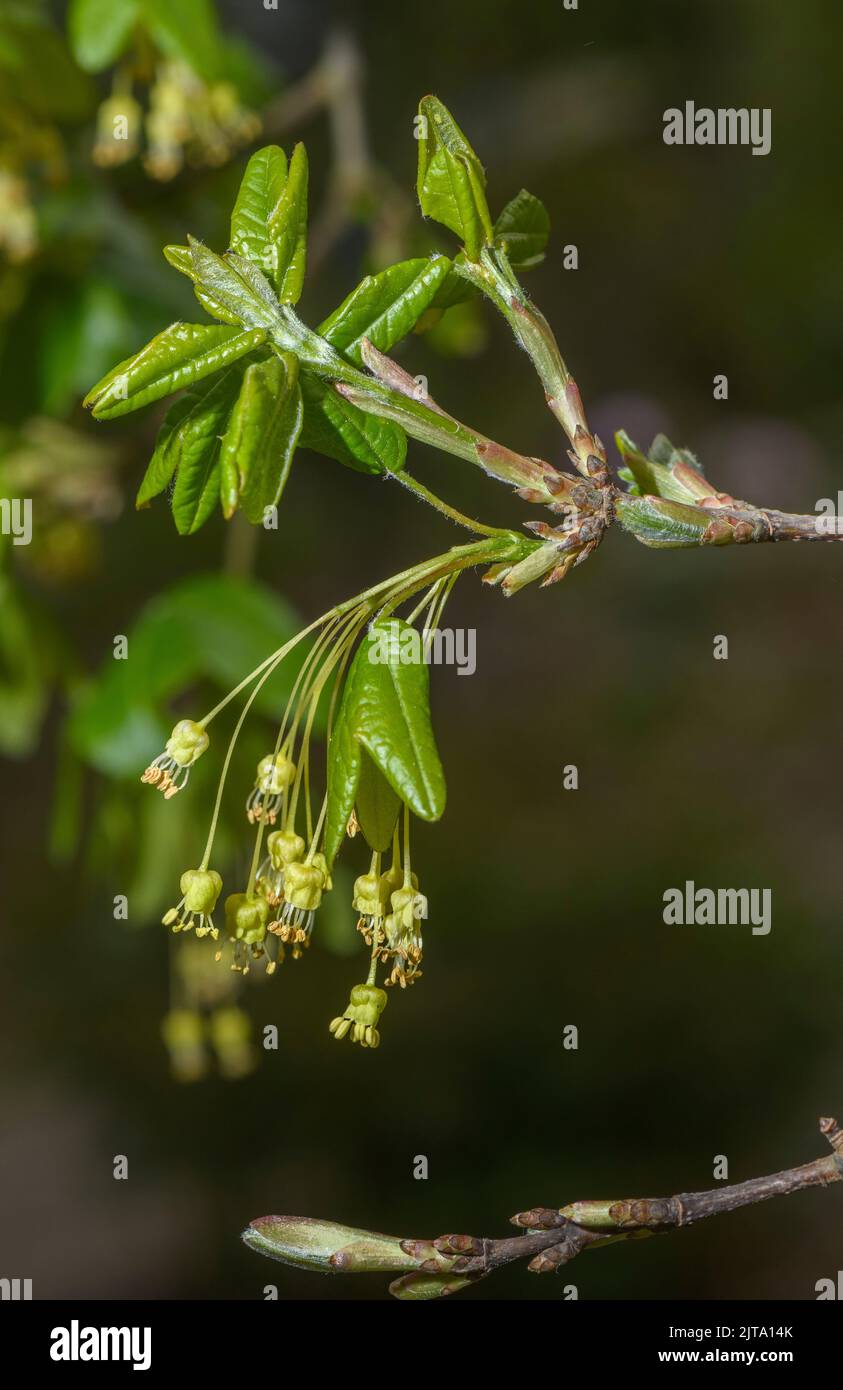 Montpellier maple, Acer monspessulanum, in flower and early leaves ...