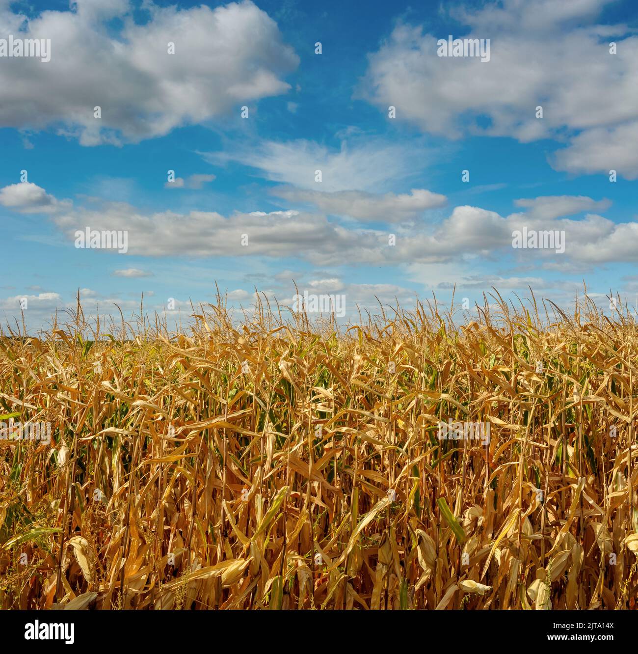A corn field close up under a beautiful blue sky with clouds Stock ...