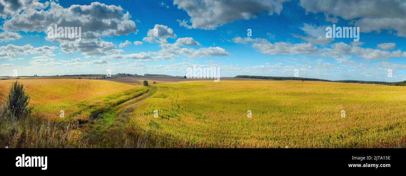 big panoramic view of corn field under beautiful blue sky with clouds ...
