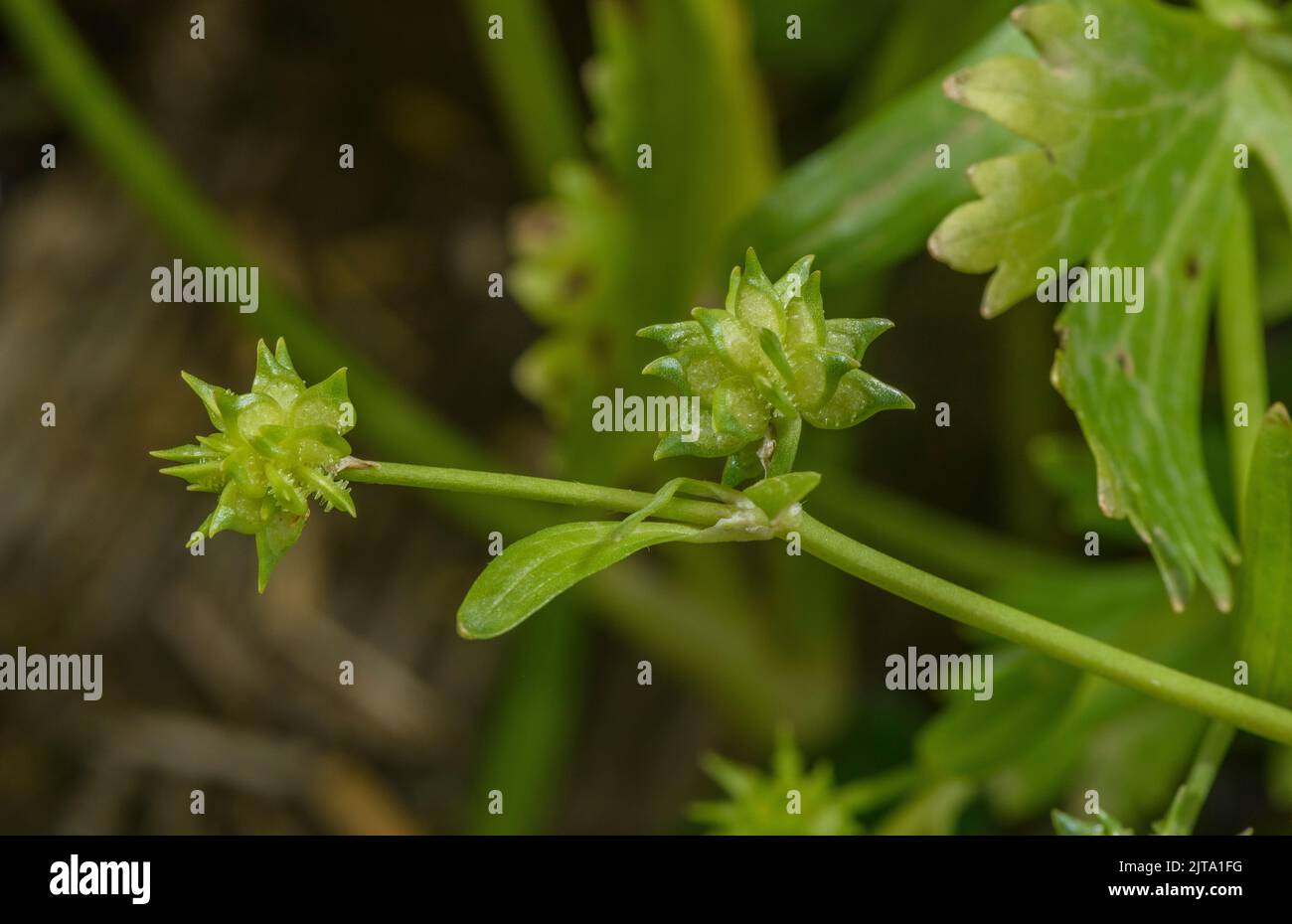 Rough-fruited buttercup, Ranunculus muricatus, in fruit in damp ...