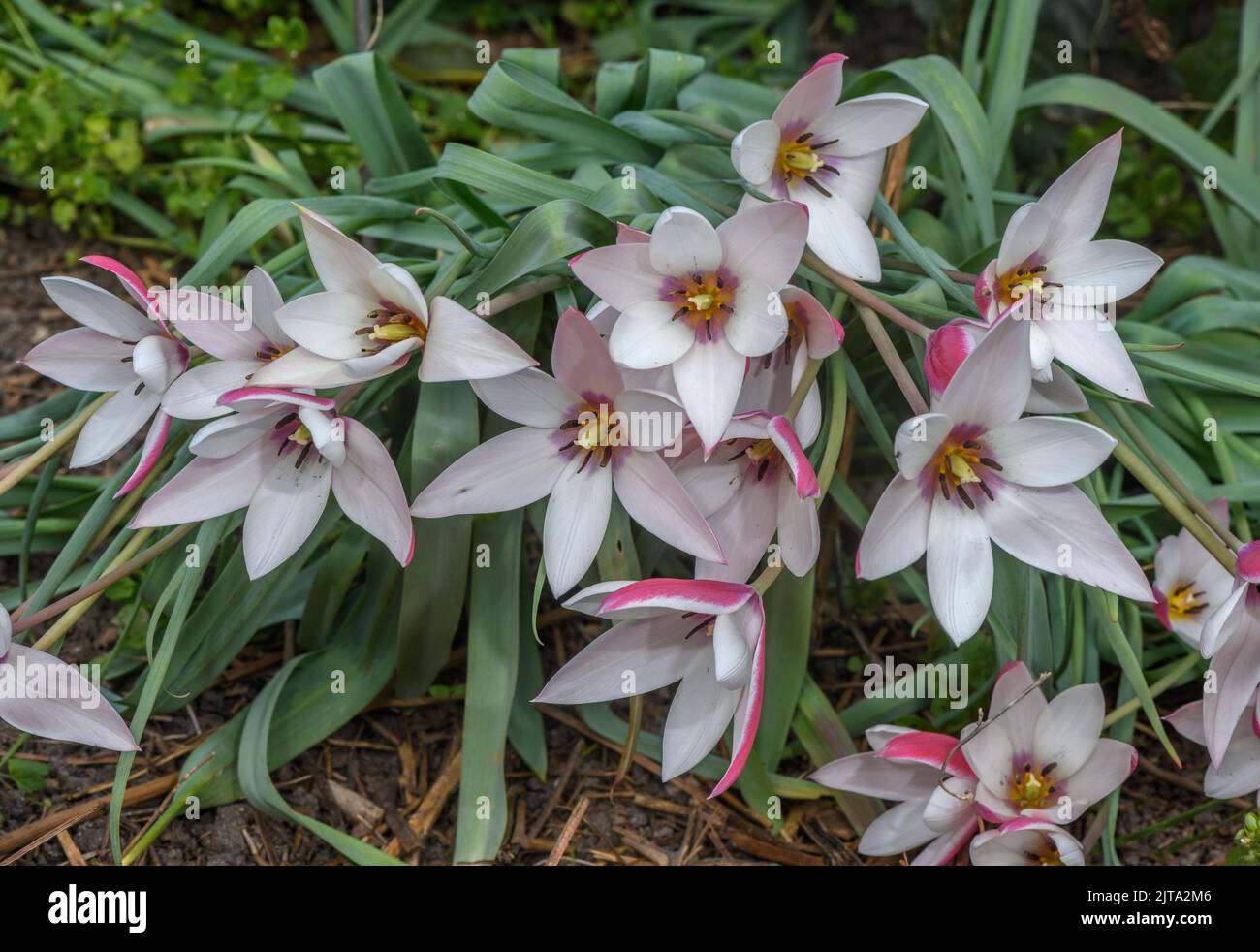 Lady tulip tulipa clusiana hi-res stock photography and images - Alamy
