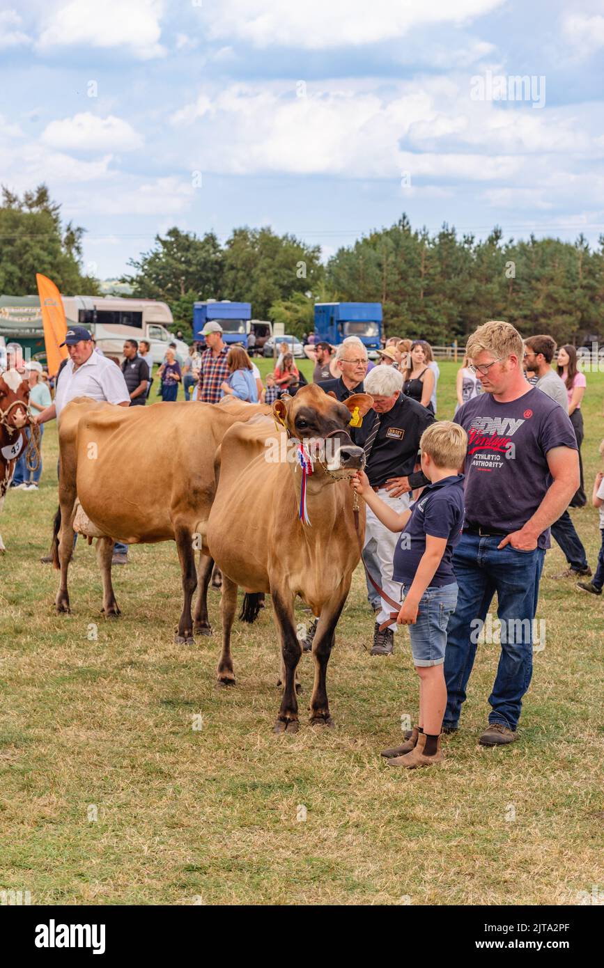 Cows at Wensleydale Agricultural Show Stock Photo - Alamy