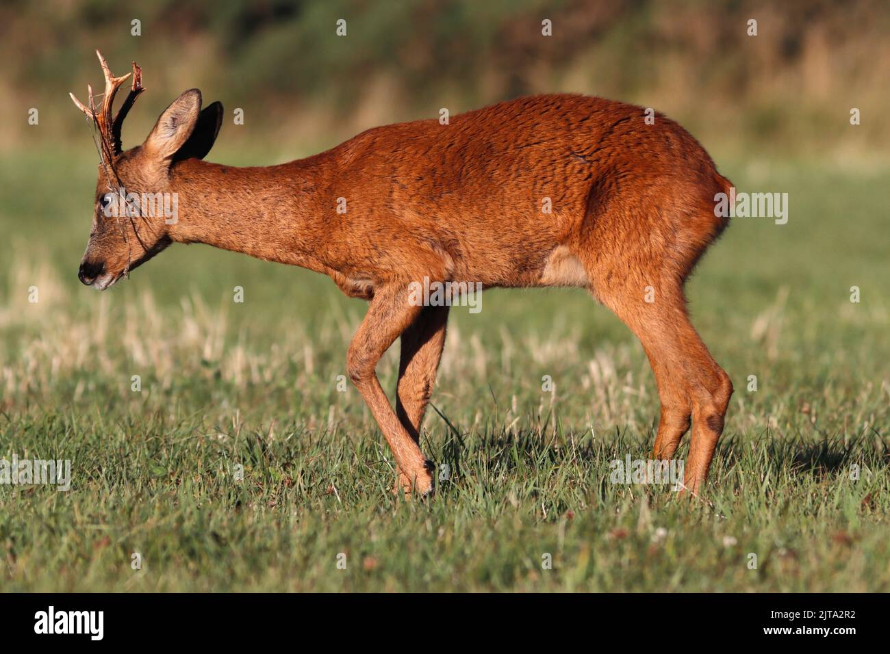 ROE DEER (Capreolus capreolus) male (buck) with antlers adorned with ...