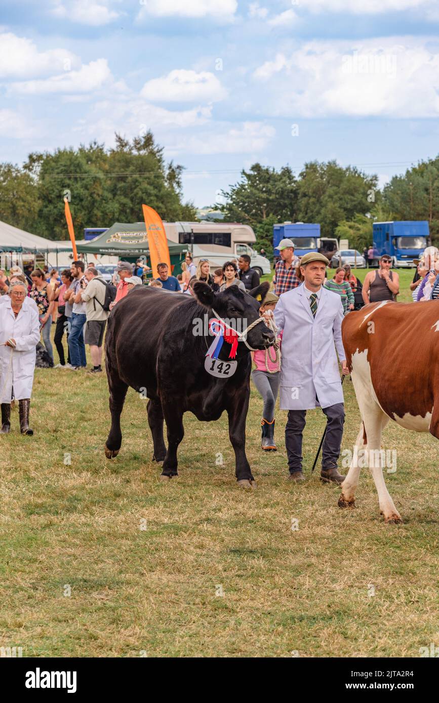 Cows at Wensleydale Agricultural Show Stock Photo - Alamy