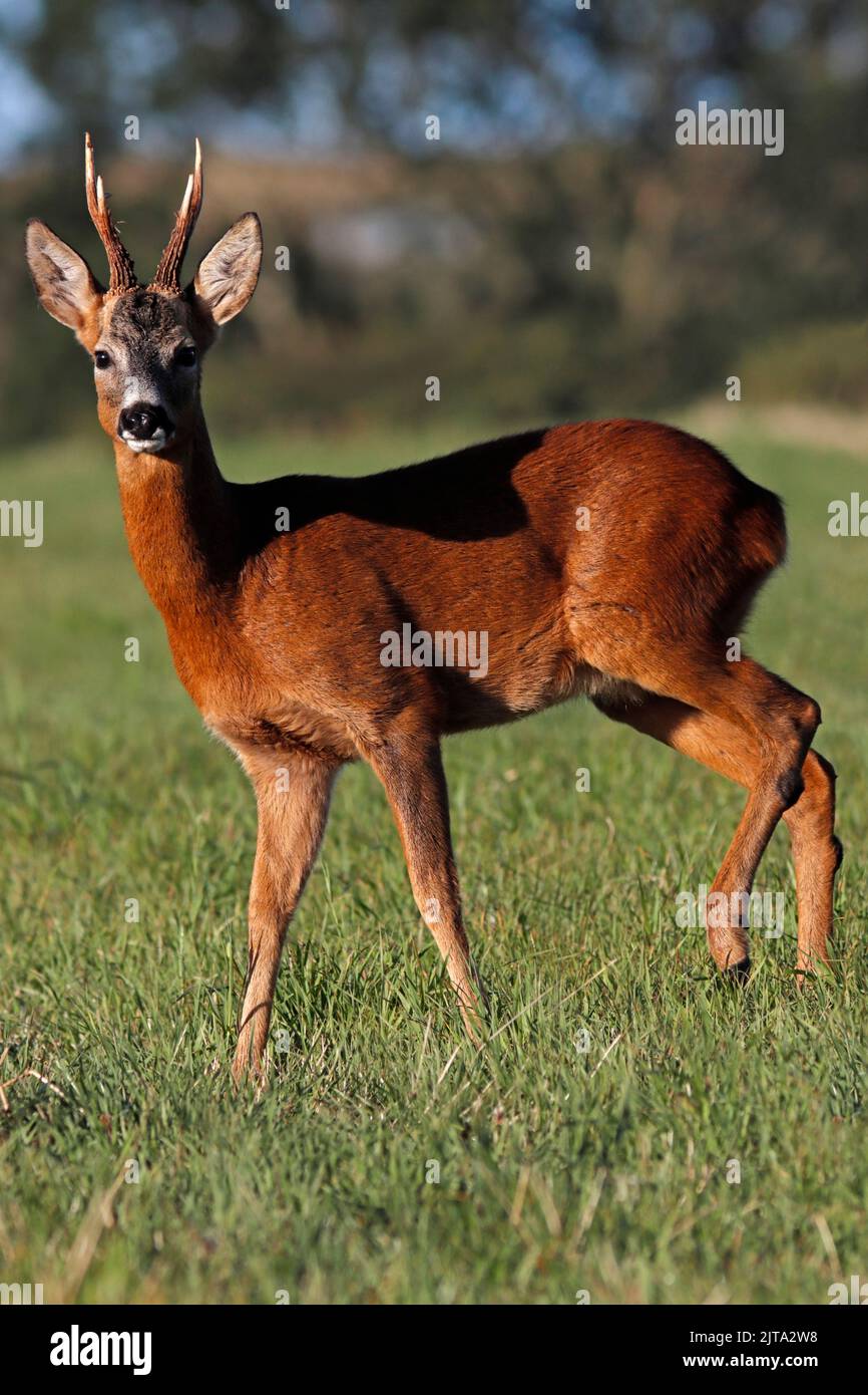 ROE DEER buck, UK Stock Photo - Alamy