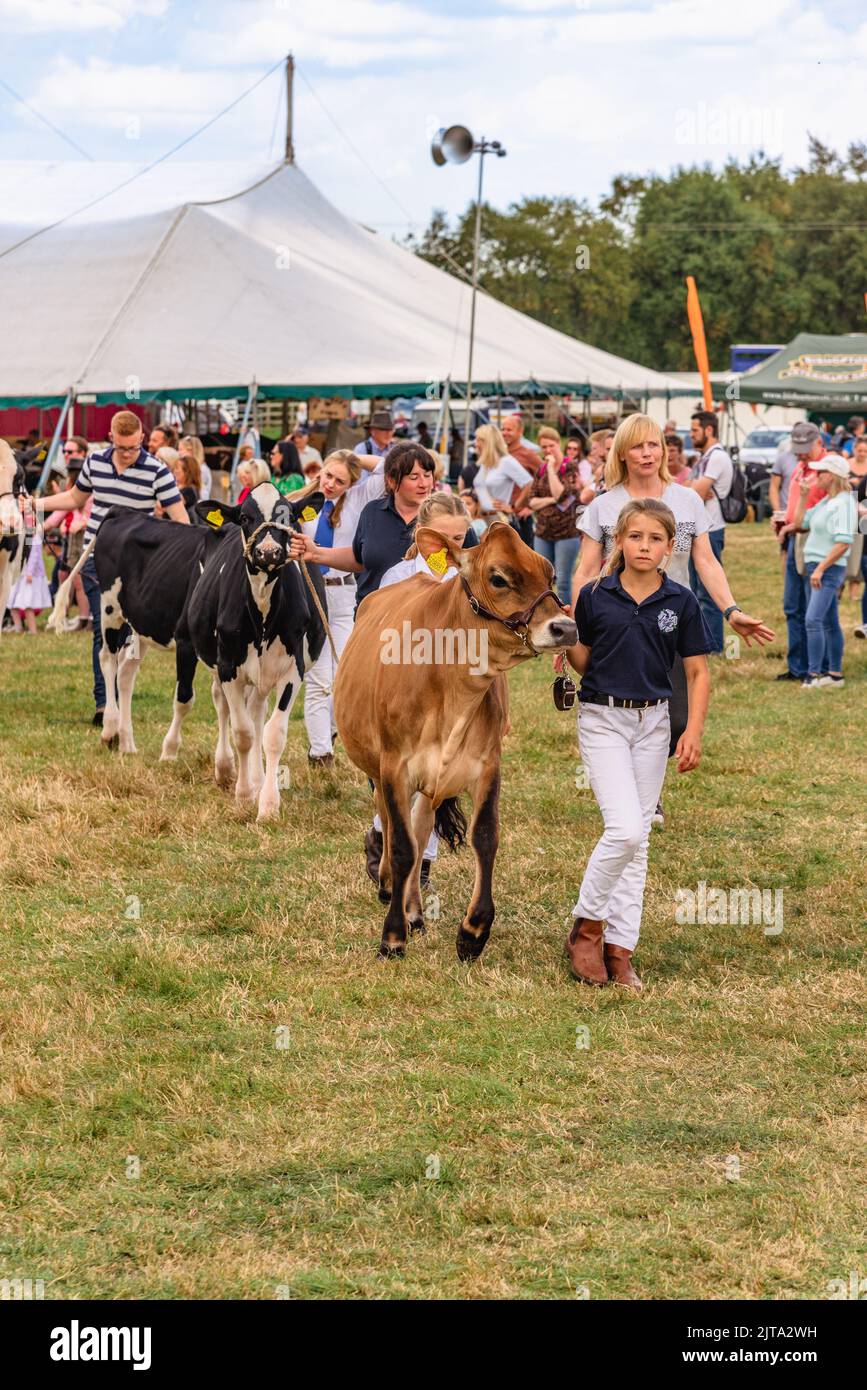 Cows at Wensleydale Agricultural Show Stock Photo - Alamy