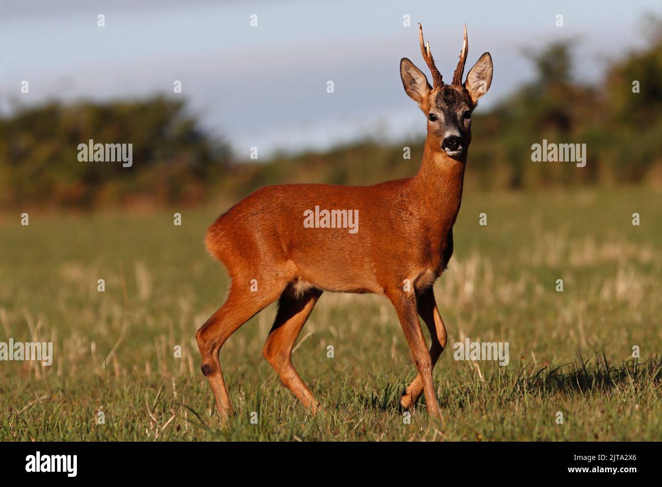 ROE DEER buck, UK Stock Photo - Alamy