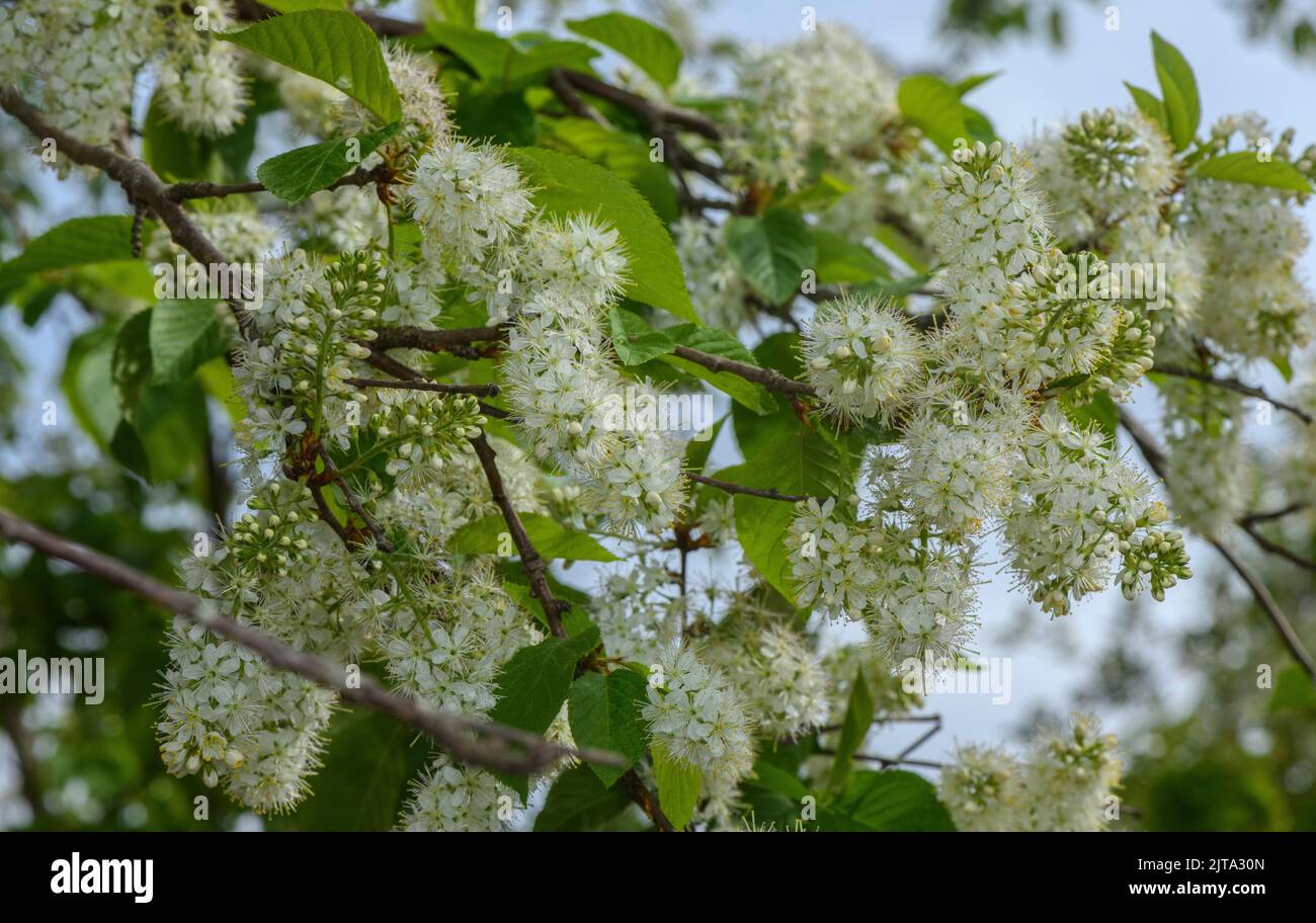 Manchurian cherry, Prunus maackii, in flower in spring. From Korea ...