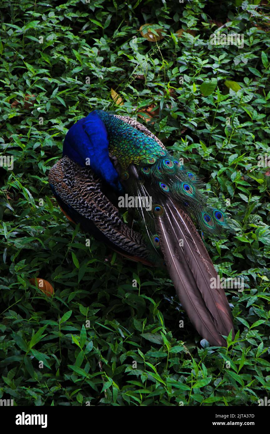 Curled wings hi-res stock photography and images - Alamy