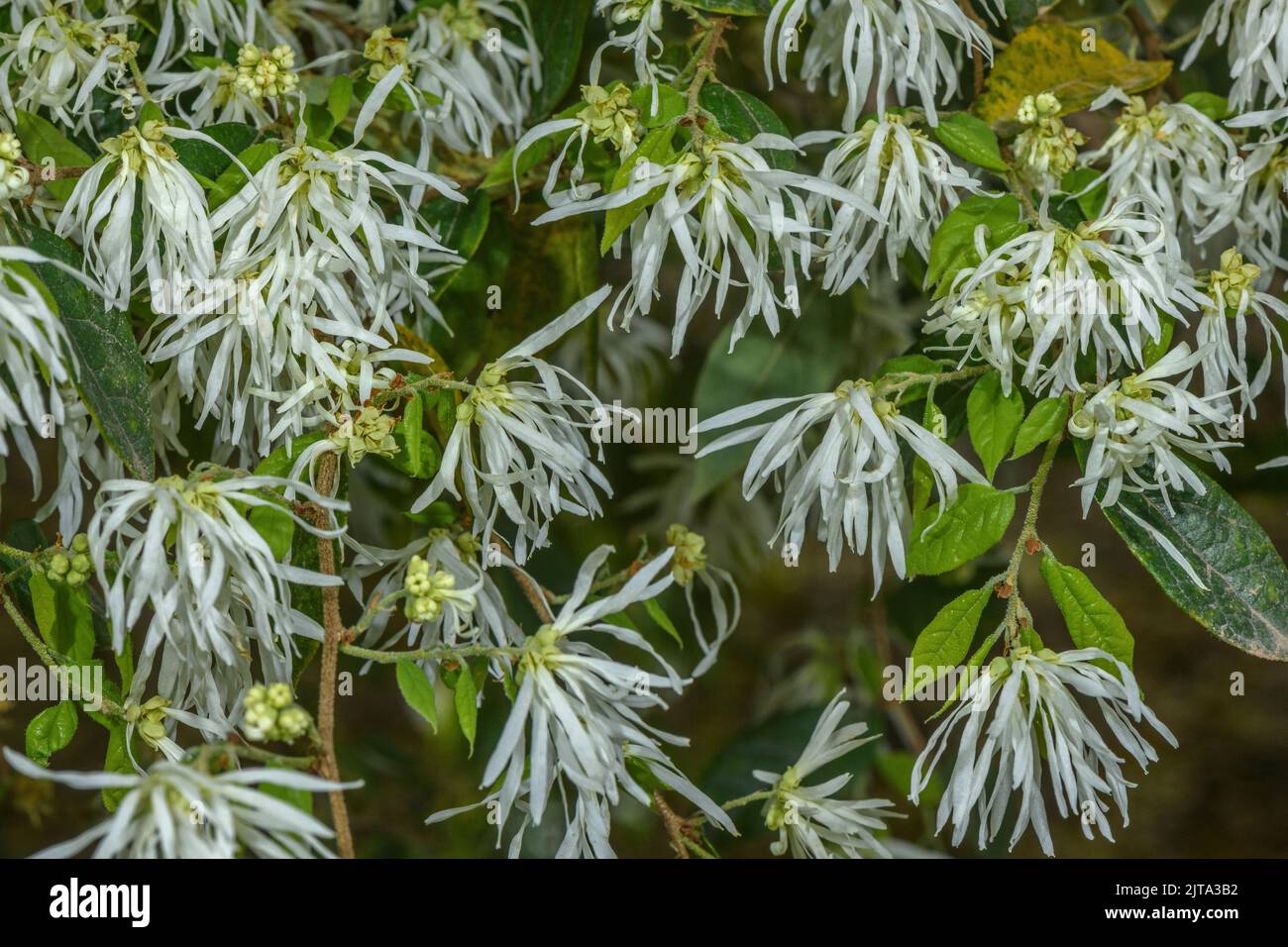Chinese loropetalum, Loropetalum chinense, shrub in flower in spring ...