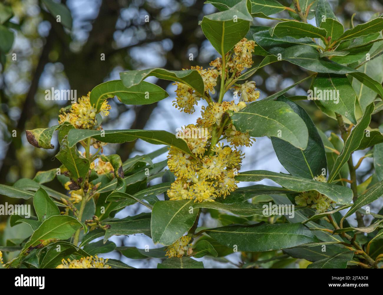 Flowering laurus nobilis plant hi-res stock photography and images - Alamy