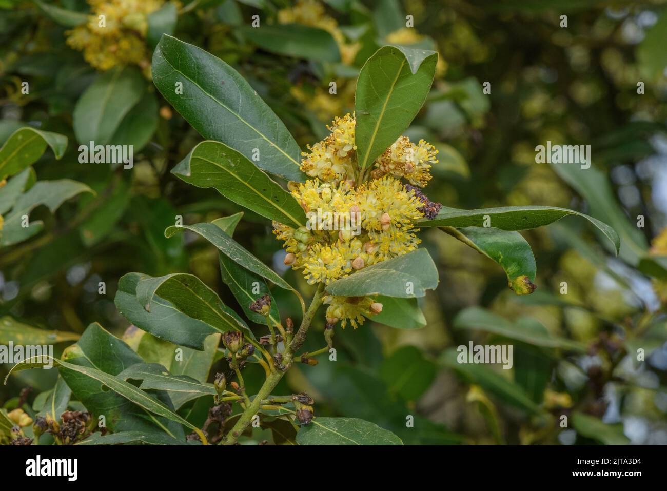 Laurel laurus nobilis blooming hi-res stock photography and images - Alamy