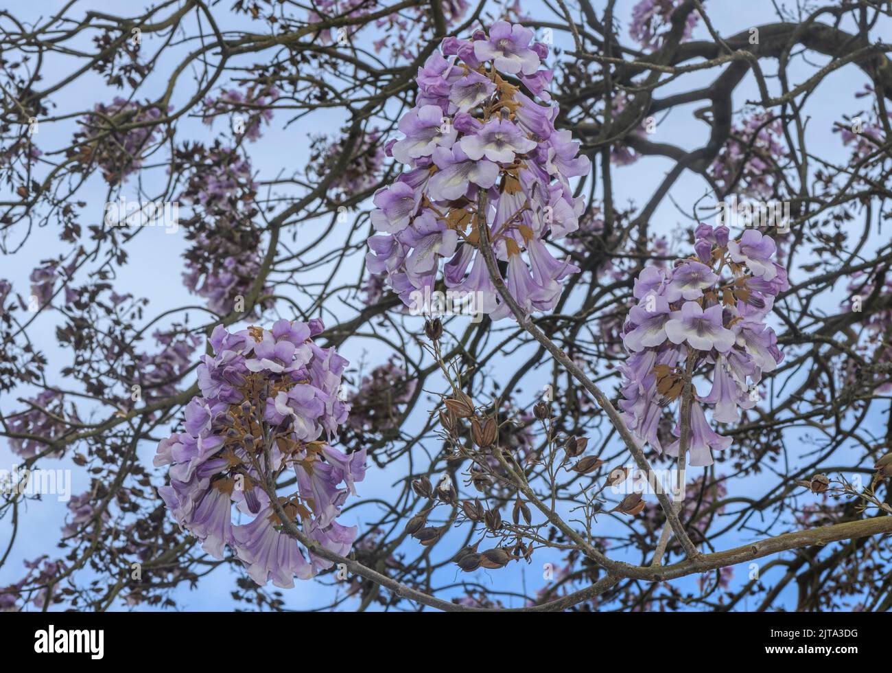 Dragontree, Paulownia fortunei, or Fortune's empress tree, from ...