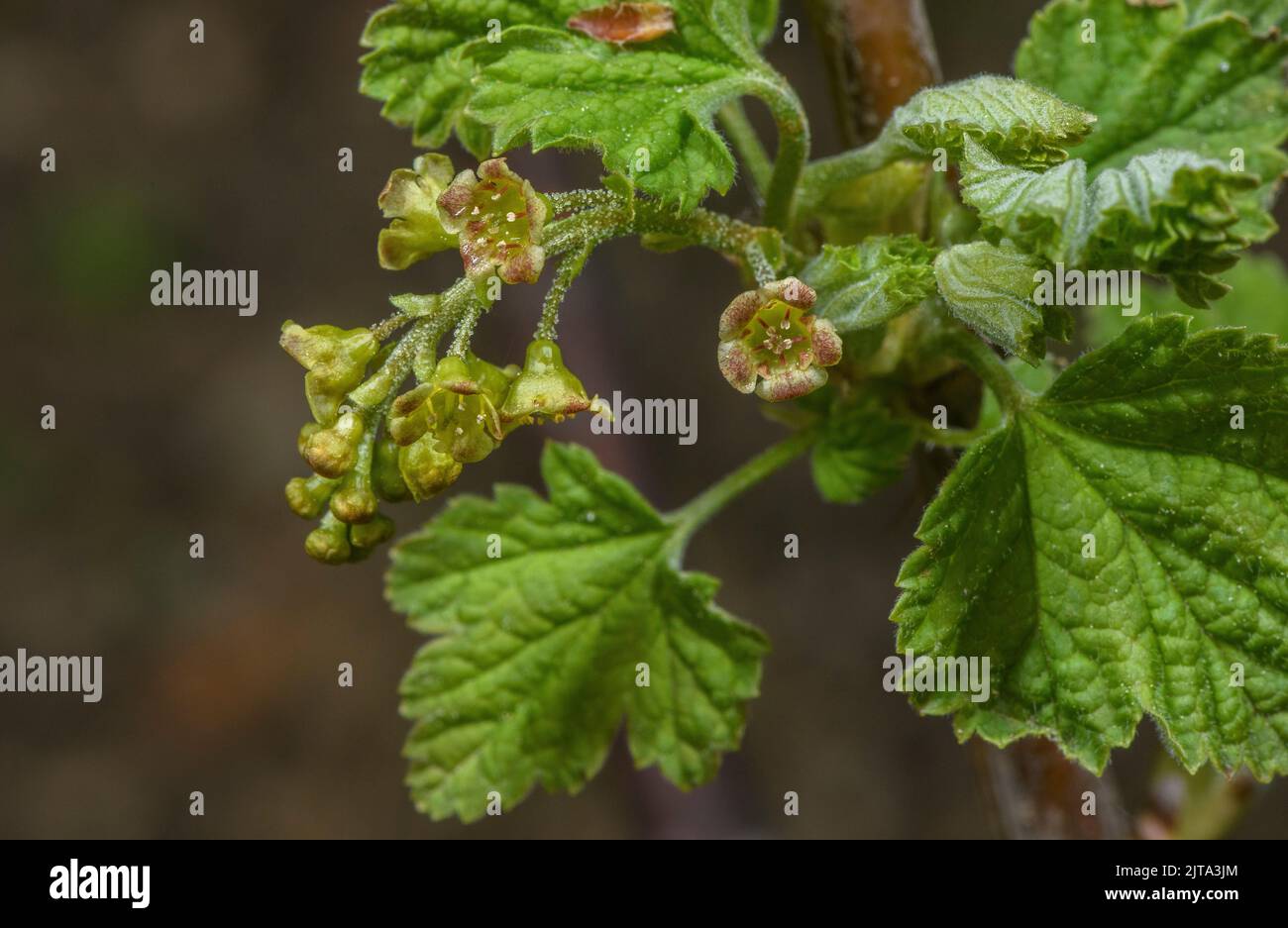 Ribes rubrum flower hi-res stock photography and images - Alamy