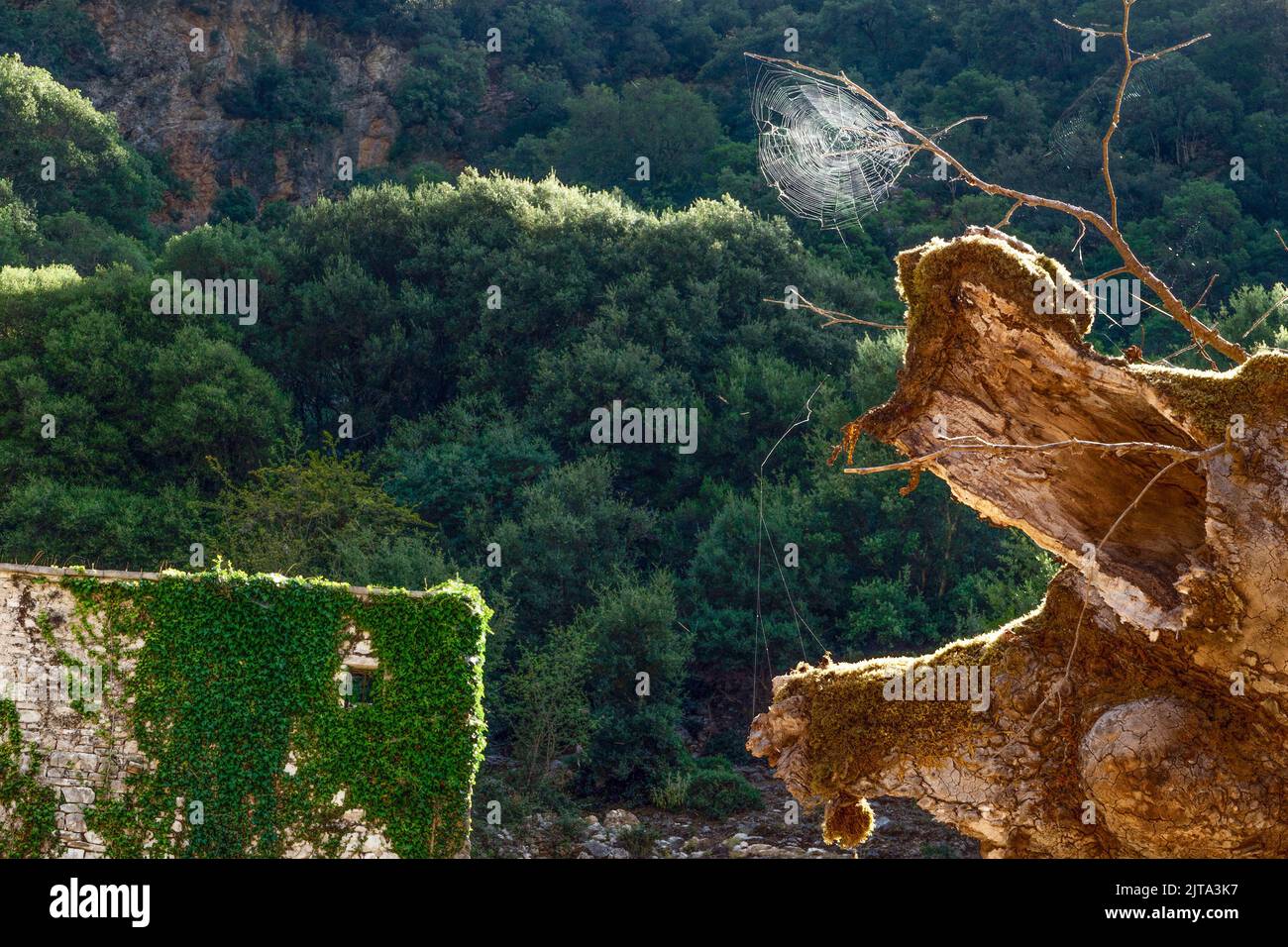 Spider web in wall hi-res stock photography and images - Alamy