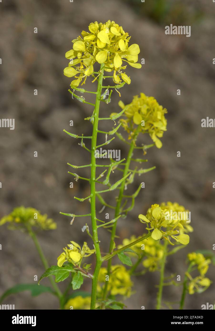 White mustard, Sinapis alba, in flower and fruit; source of the ...