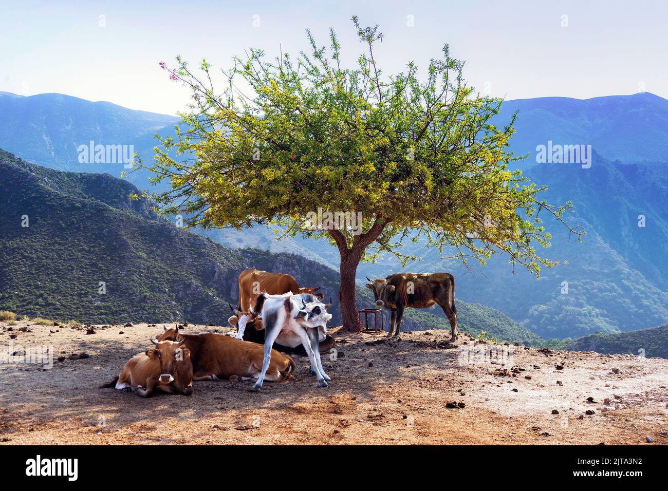 cows resting under a tree Stock Photo - Alamy