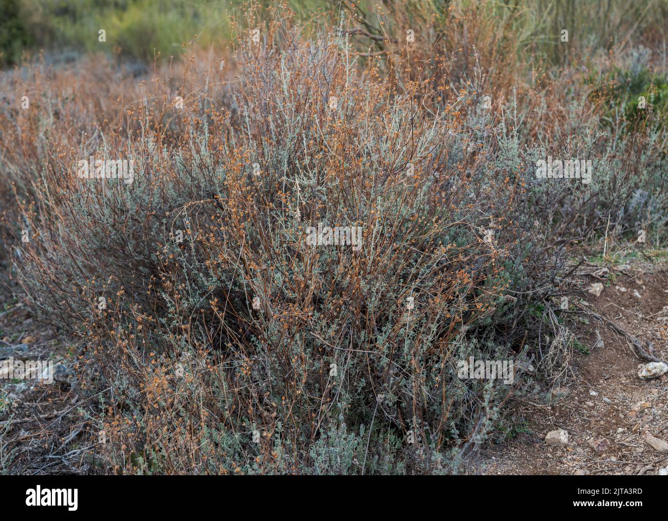 Basil-leaved rock rose, Halimium ocymoides. It is a species of ...