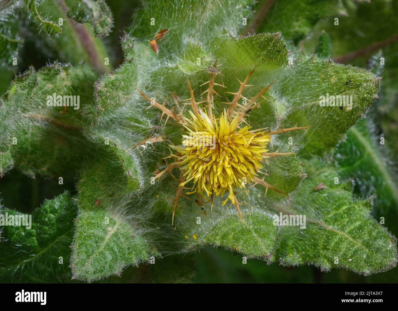 St. Benedict's thistle, Centaurea benedicta, in flower in spring ...