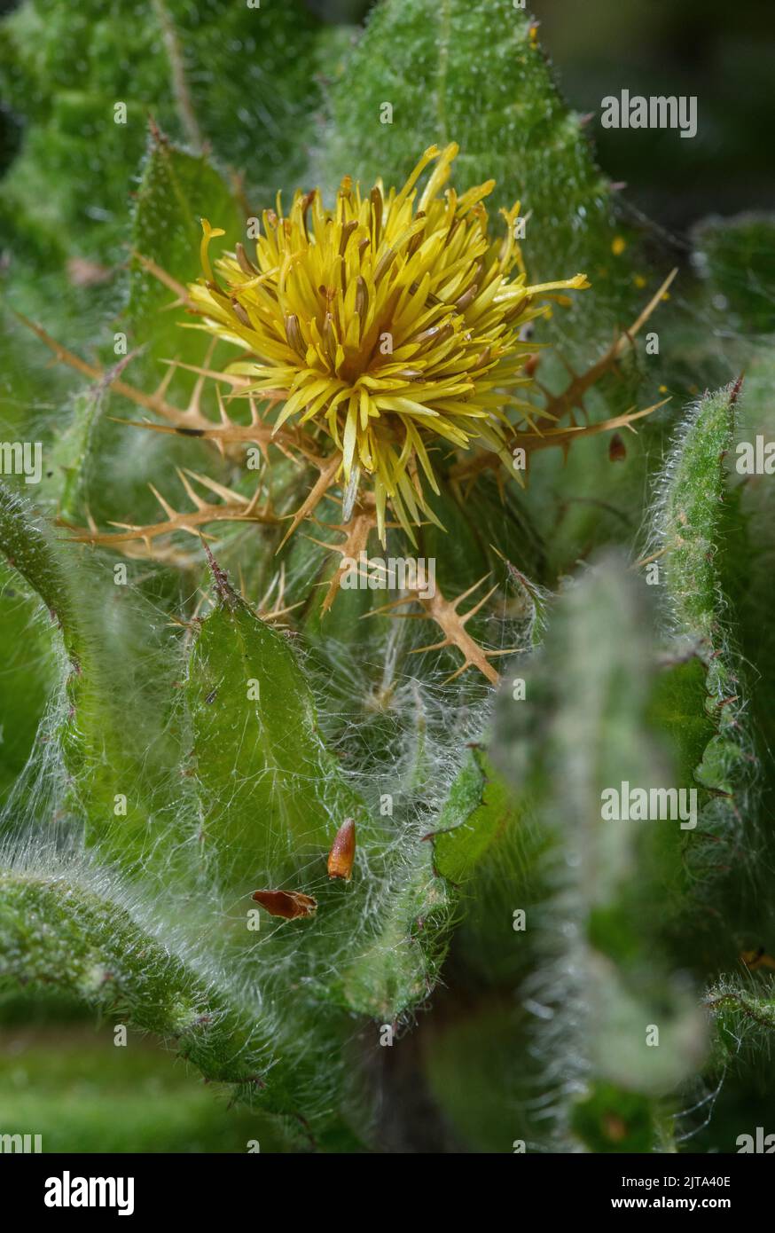 St. Benedict's thistle, Centaurea benedicta, in flower in spring ...