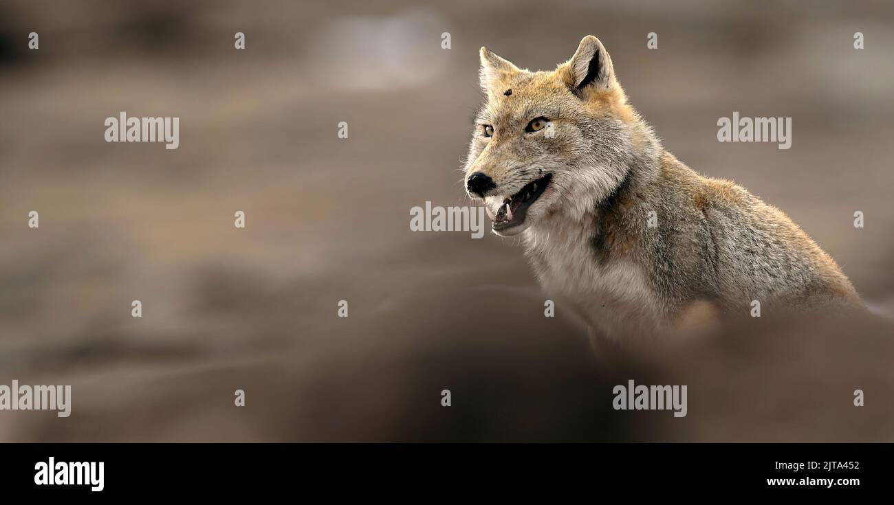 THE VELVET QUEEN (2021) -Original title: LA PANTHERE DES NEIGES ...