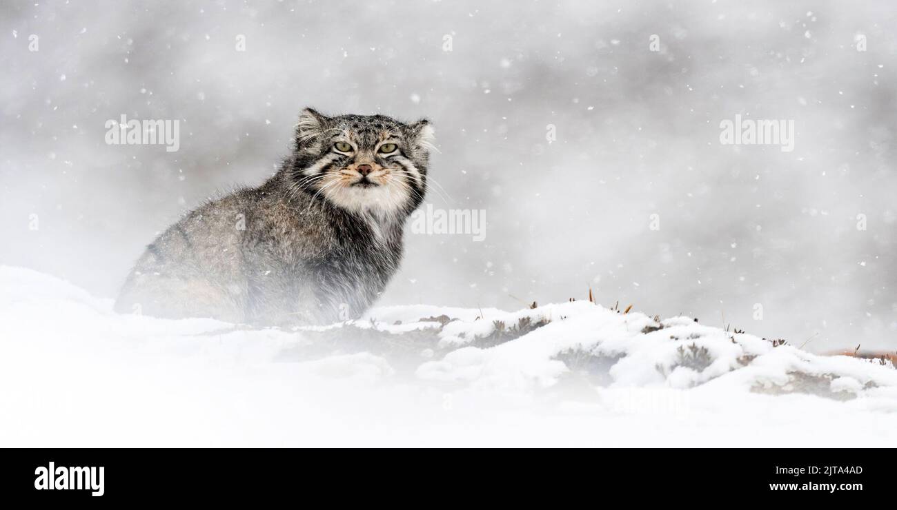 THE VELVET QUEEN (2021) -Original title: LA PANTHERE DES NEIGES ...