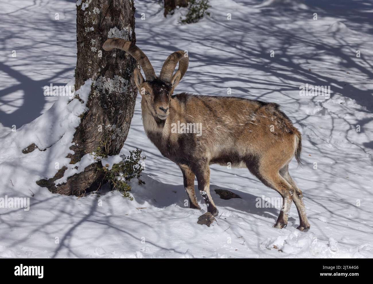 Pyrenean ibex snow hi-res stock photography and images - Alamy