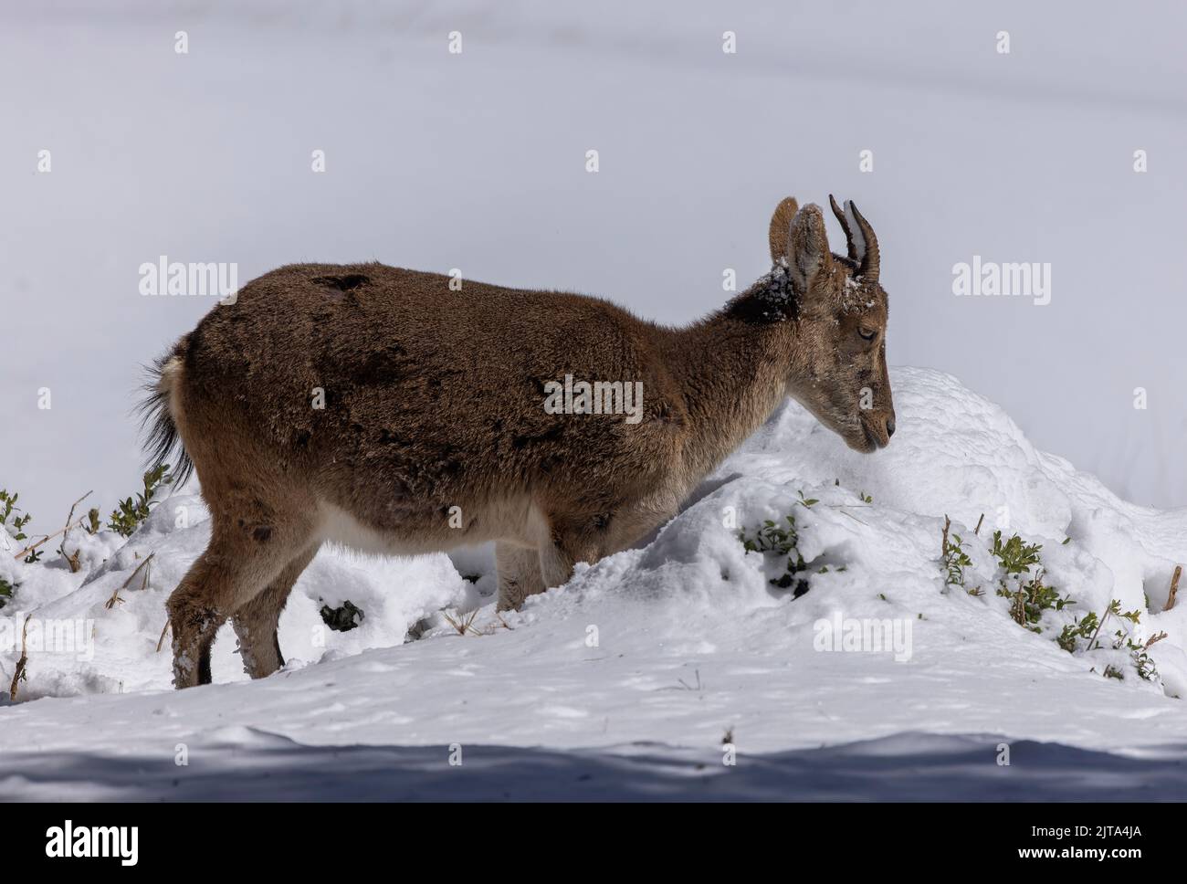 Himalayan Ibex Jumping