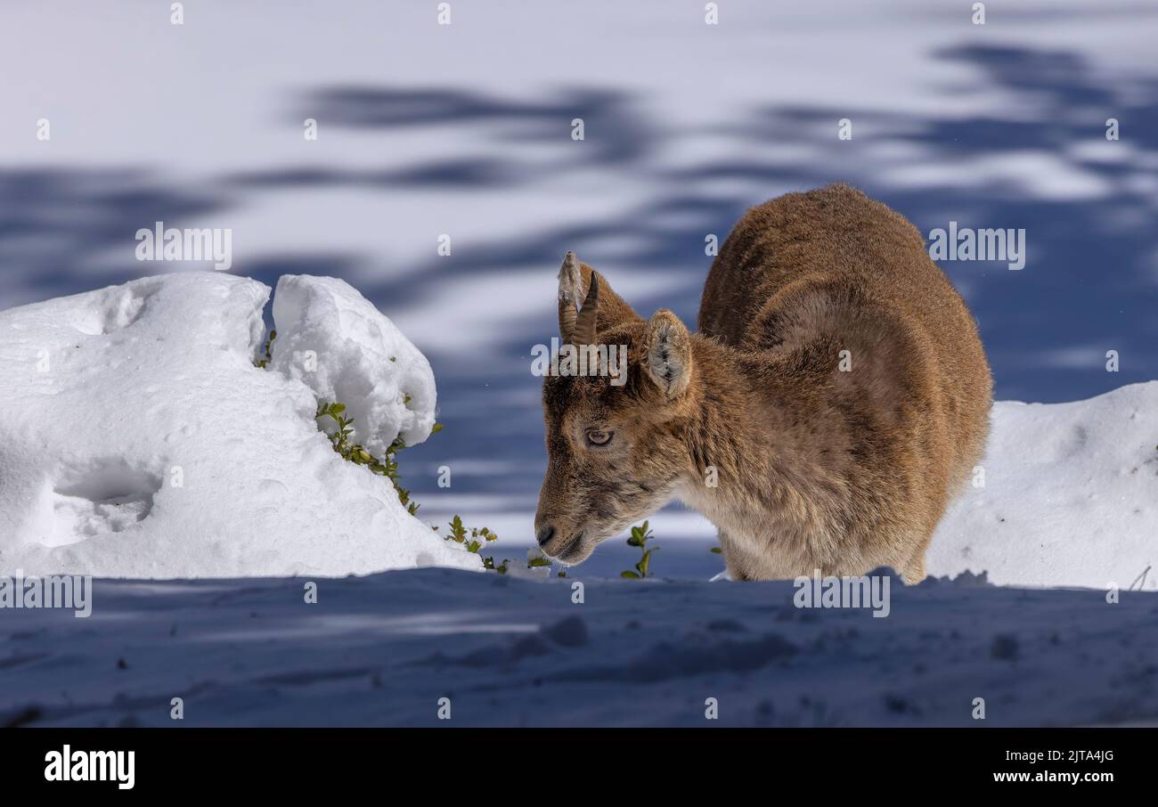 Young Iberian ibex or Spanish ibex, Capra pyrenaica, in winter snow in ...