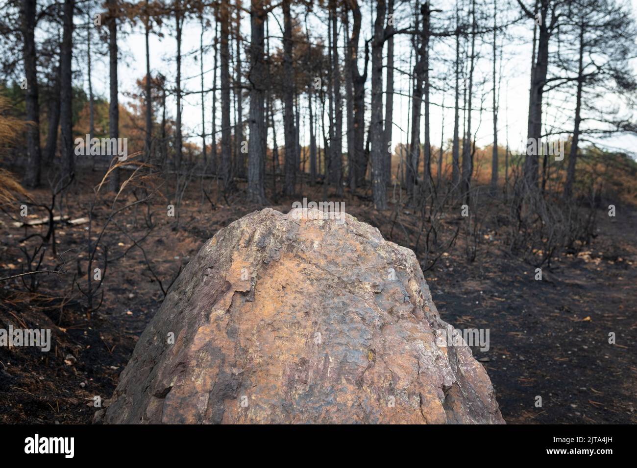 Burnt forest in Brittany, France Stock Photo - Alamy